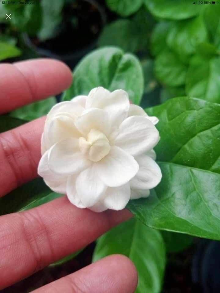 Pokok bunga melur jepun bajet, Furniture & Home Living, Gardening ...