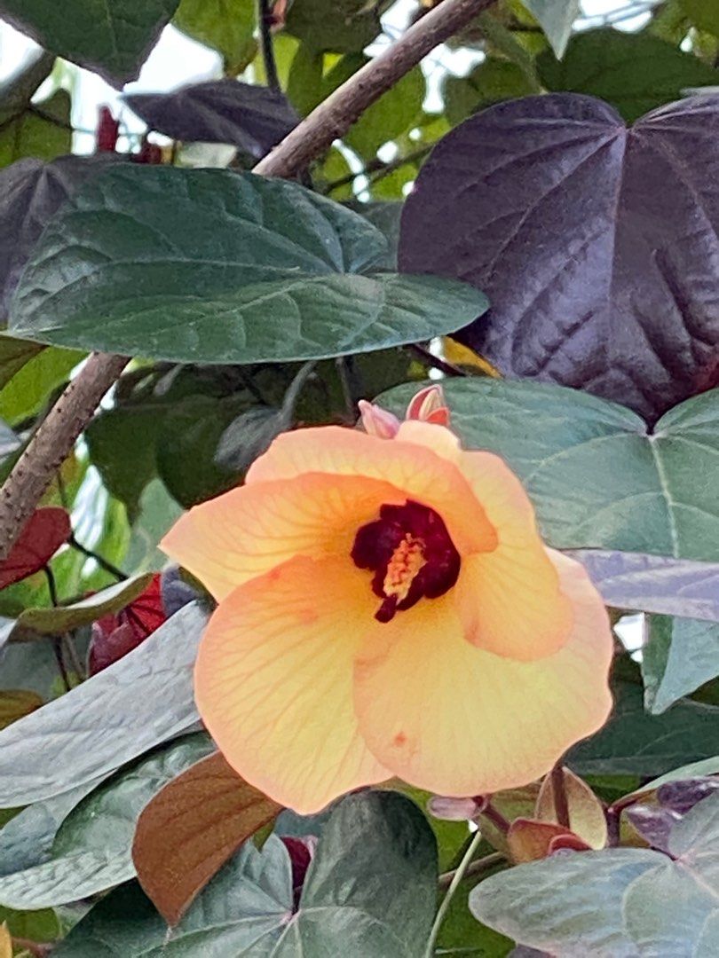 Hedge Plants for Privacy , Furniture & Home Living, Gardening, Plants ...