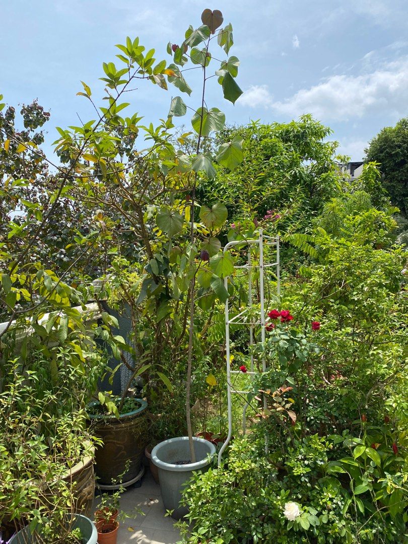 Hedge Plants for Privacy , Furniture & Home Living, Gardening, Plants ...