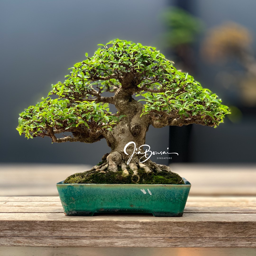 Small leaf Shui Mei Shohin bonsai, Furniture & Home Living, Gardening ...