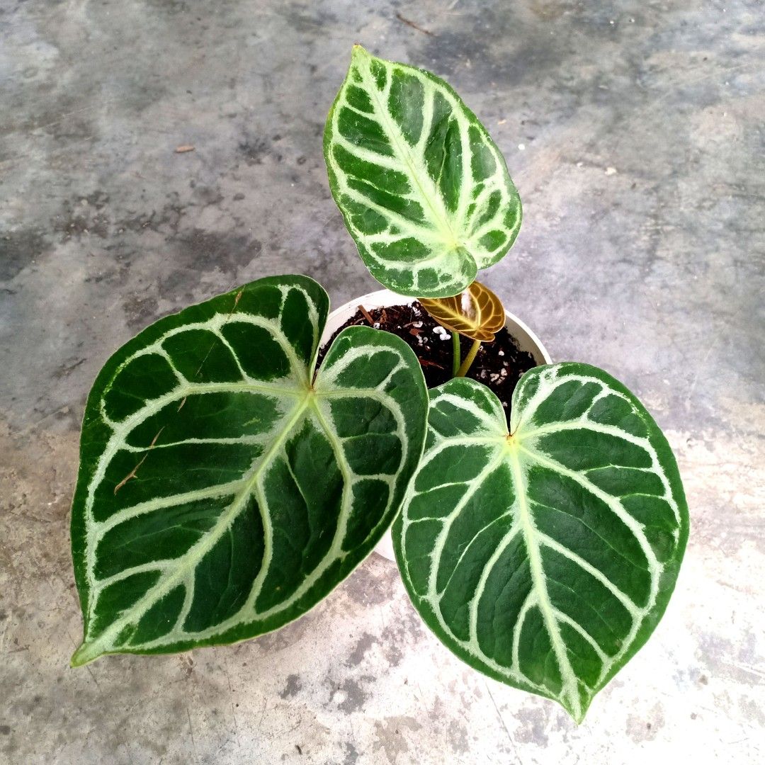Anthurium Dorayaki (Original), Furniture & Home Living, Gardening ...