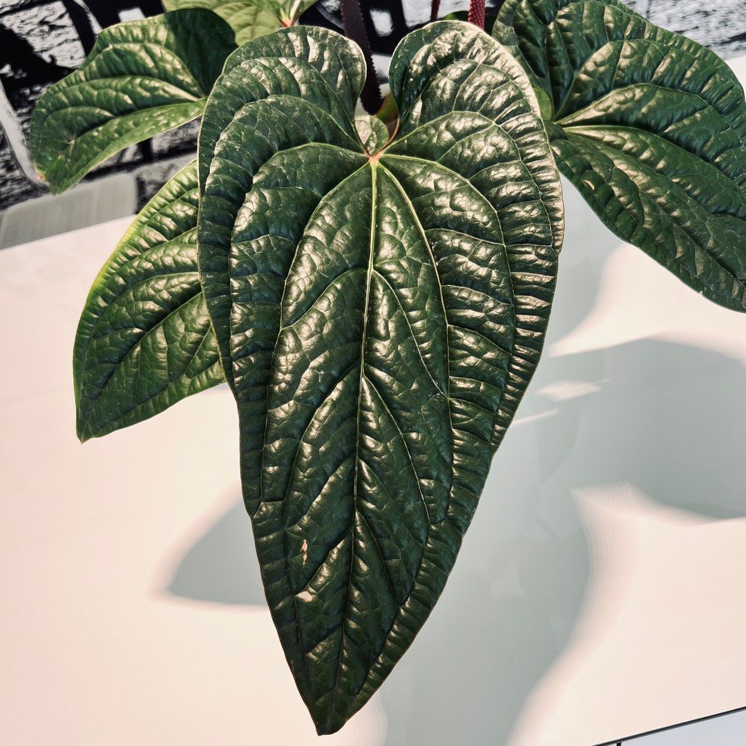 Anthurium Luxurians x Radicans, Furniture & Home Living, Gardening ...