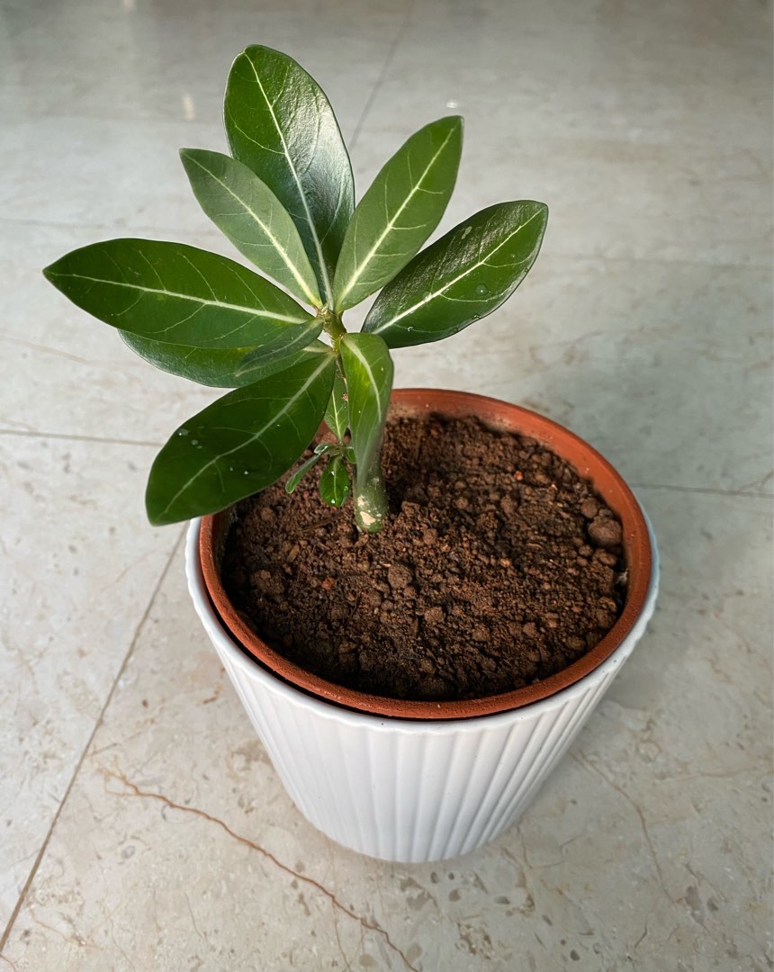 Baby Adenium Plant FU GUI HUA, Furniture & Home Living, Gardening ...