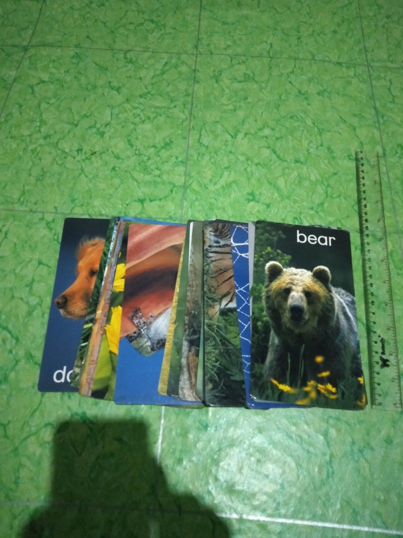 Baby Einstein : Animal discovery cards, Toys & Collectibles, Lainnya di ...