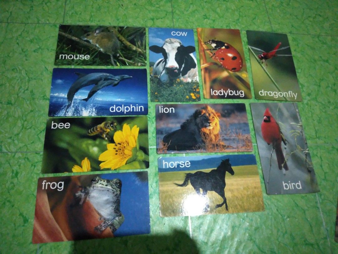 Baby Einstein : Animal discovery cards, Toys & Collectibles, Lainnya di ...