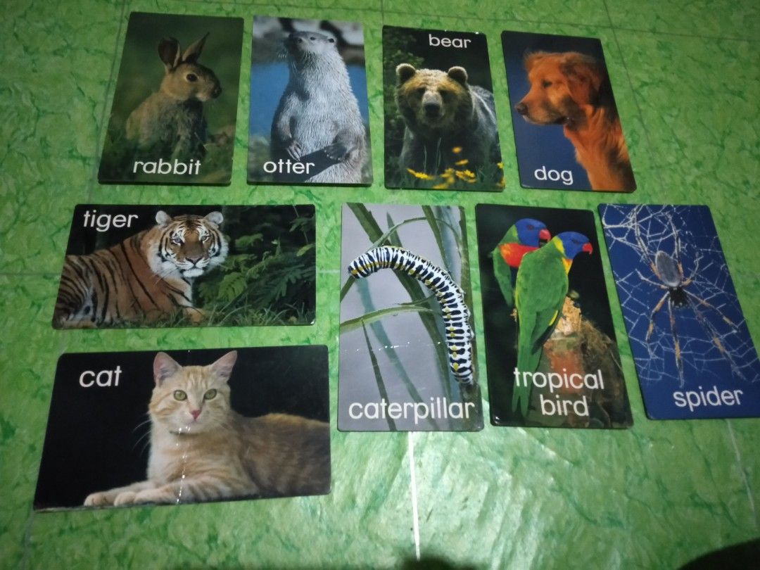 Baby Einstein : Animal discovery cards, Toys & Collectibles, Lainnya di ...