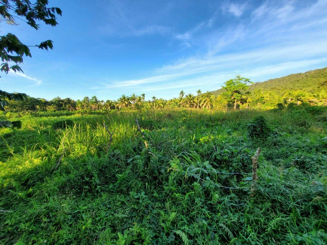 Baler Lot for Sale Near ASCOT, Property, For Sale, Lot on Carousell