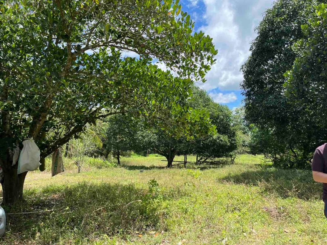 Farm for Sale: Taysan, Batangas, Property, For Sale, Lot on Carousell