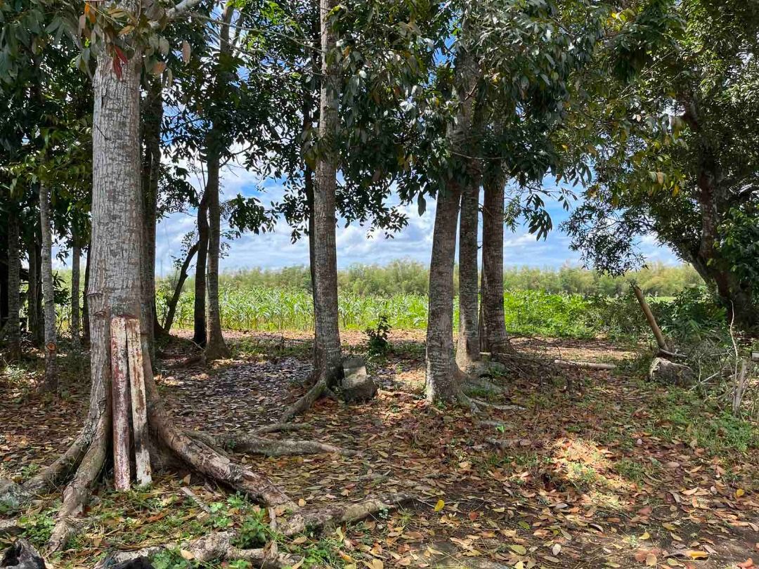 Farm for Sale: Taysan, Batangas, Property, For Sale, Lot on Carousell