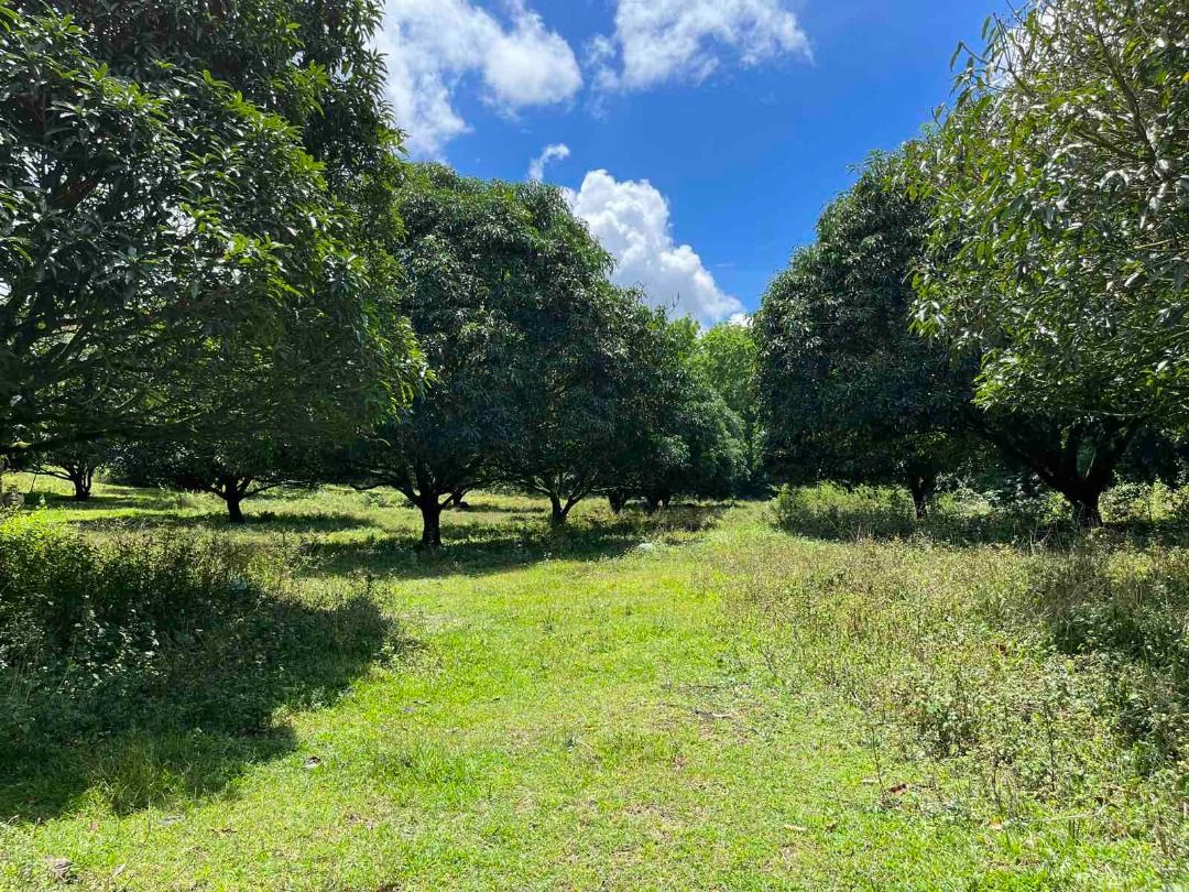 Farm for Sale: Taysan, Batangas, Property, For Sale, Lot on Carousell