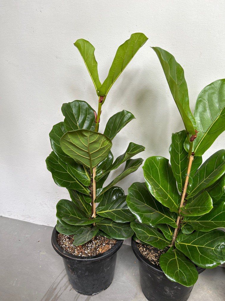 Ficus Lyrata 80cm tall. $20 each, Furniture & Home Living, Gardening ...