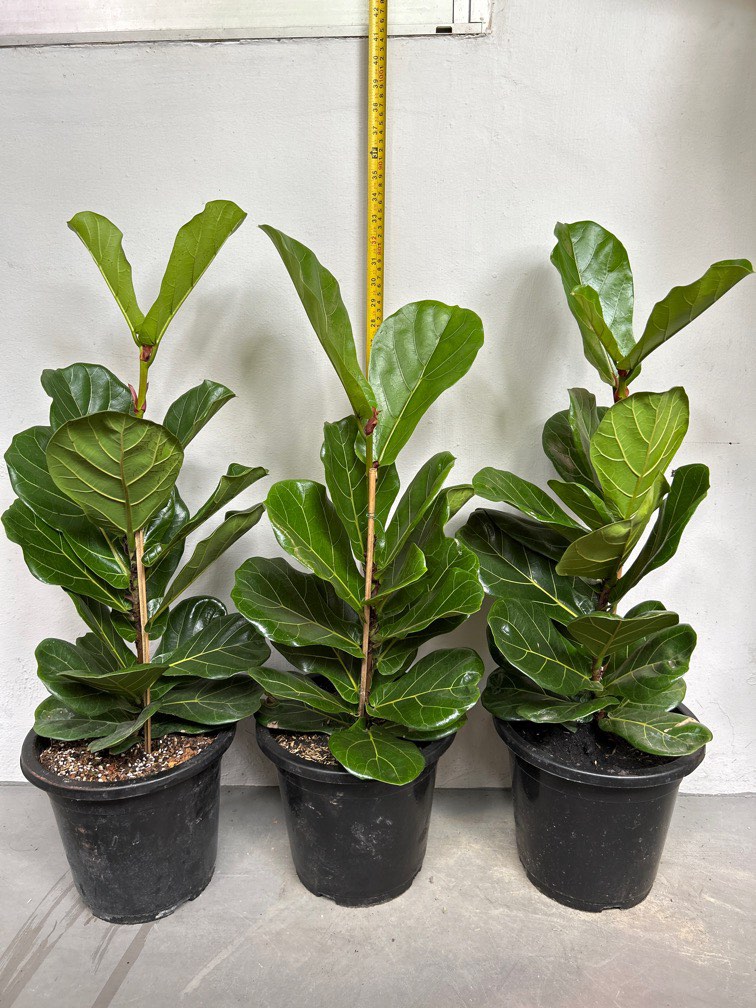 Ficus Lyrata 80cm tall. $20 each, Furniture & Home Living, Gardening ...