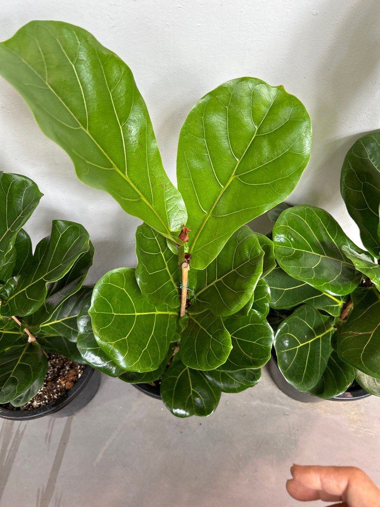 Ficus Lyrata 80cm tall. $20 each, Furniture & Home Living, Gardening ...