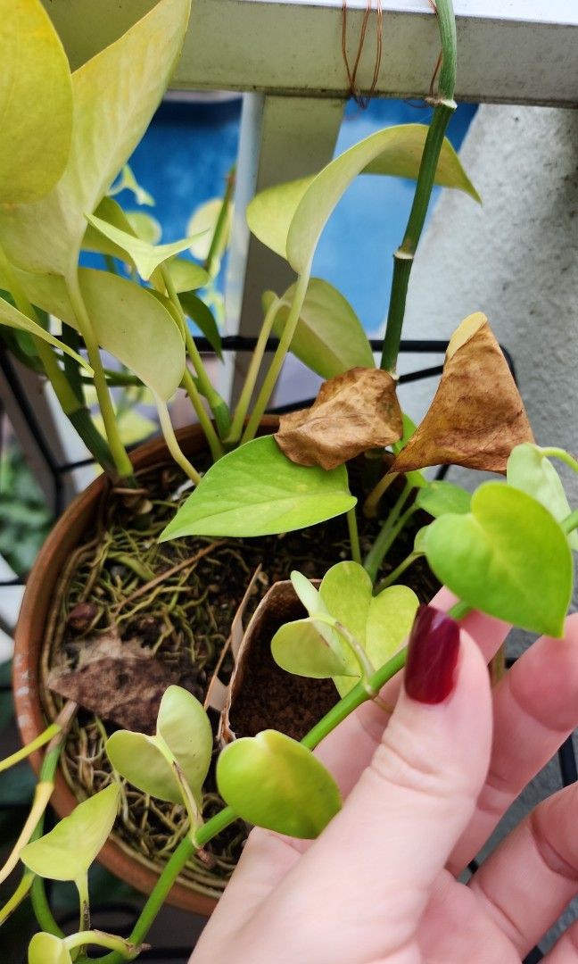 FREE long trailing pothos, Furniture & Home Living, Gardening, Plants ...