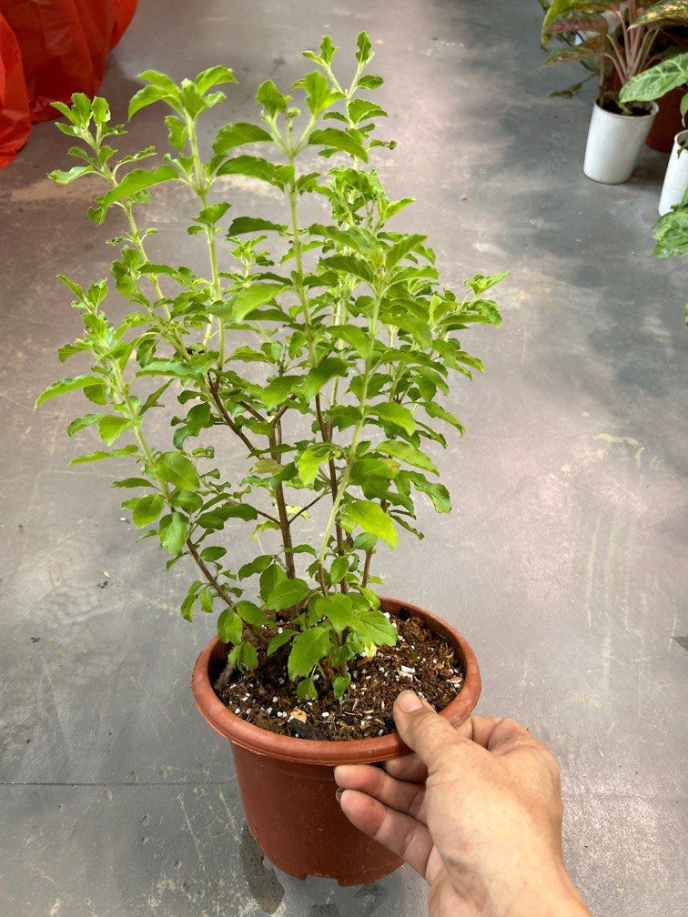 Holy Basil (Herbs) Plant, Furniture & Home Living, Gardening, Plants ...