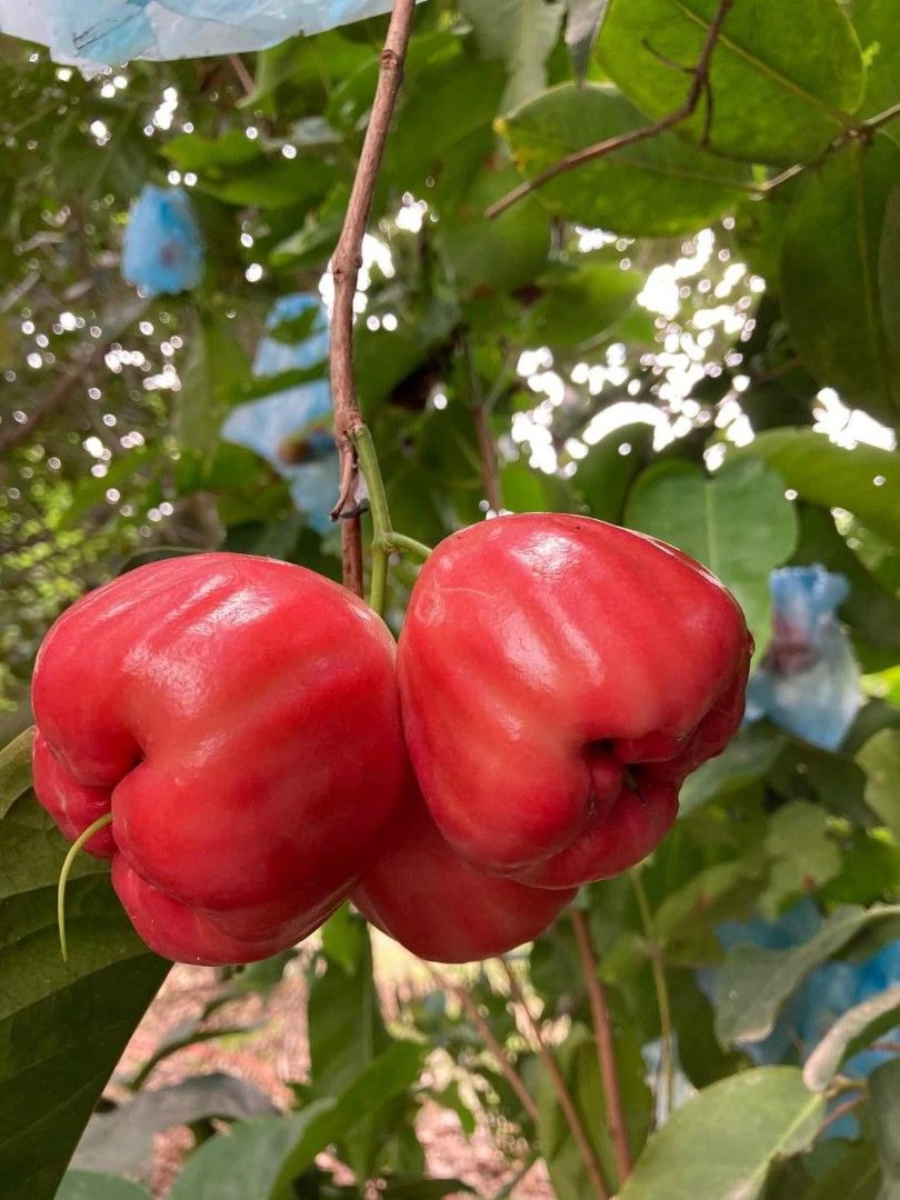 Pokok jambu strawberry buah merah, Furniture & Home Living, Gardening ...