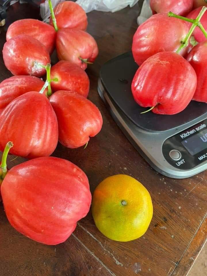 Pokok jambu strawberry buah merah, Furniture & Home Living, Gardening ...