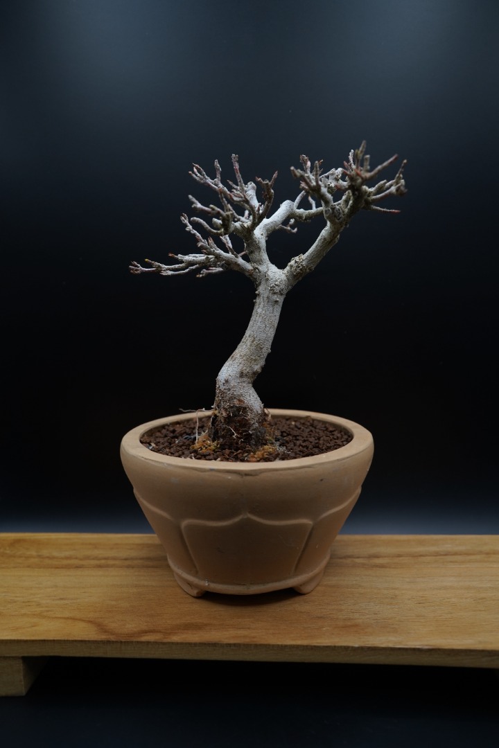 Kaede Trident Maple Japanese Bonsai, Furniture & Home Living, Gardening ...