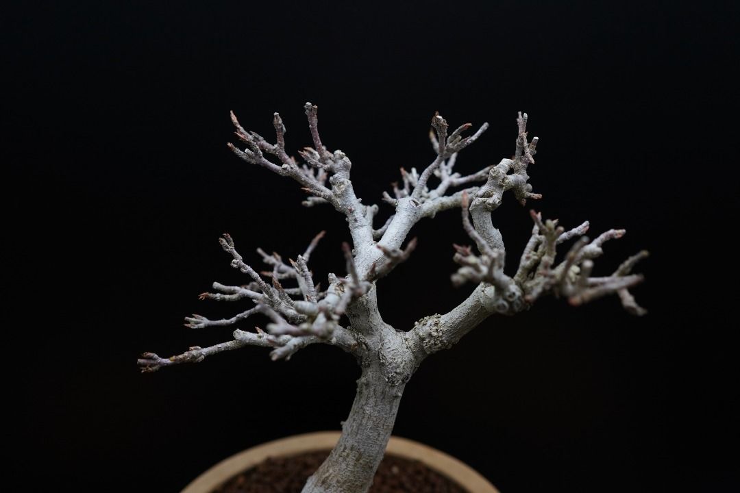 Kaede Trident Maple Japanese Bonsai, Furniture & Home Living, Gardening ...