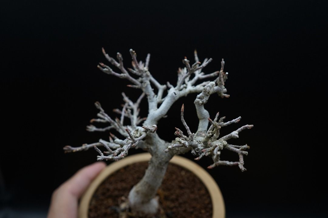 Kaede Trident Maple Japanese Bonsai, Furniture & Home Living, Gardening ...