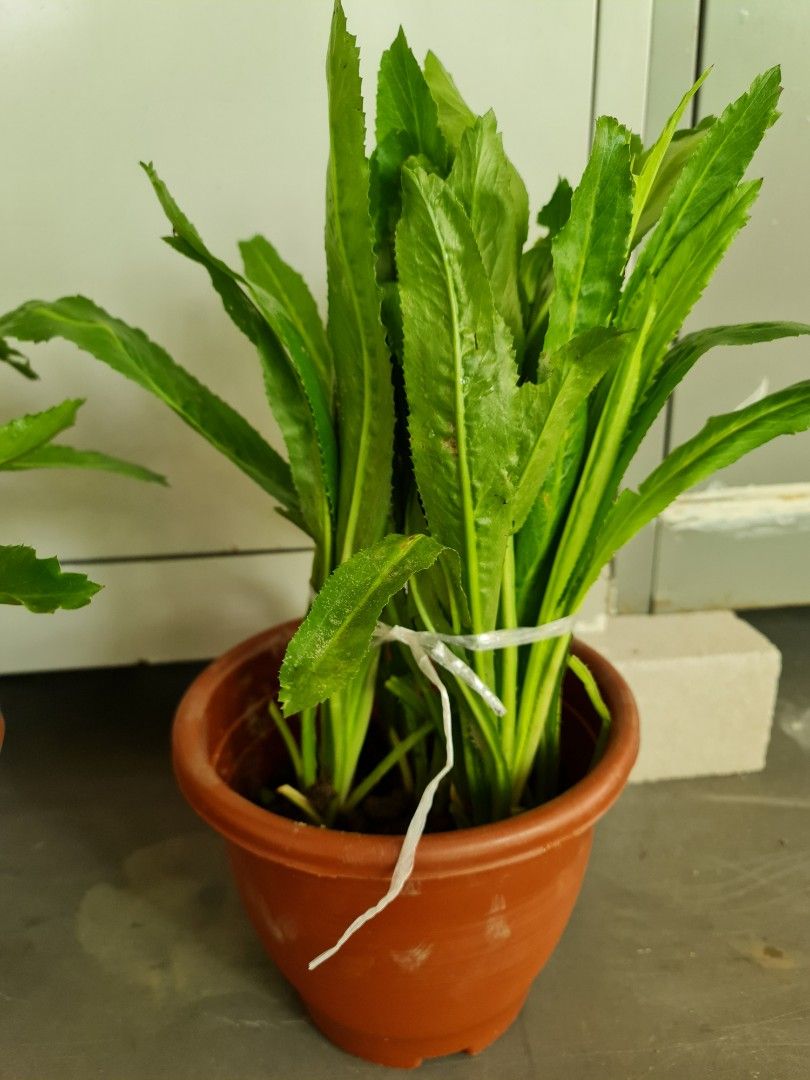 Organic Sawtooth Coriander Plants / Culantro / Thai Parsley ( Edible ...