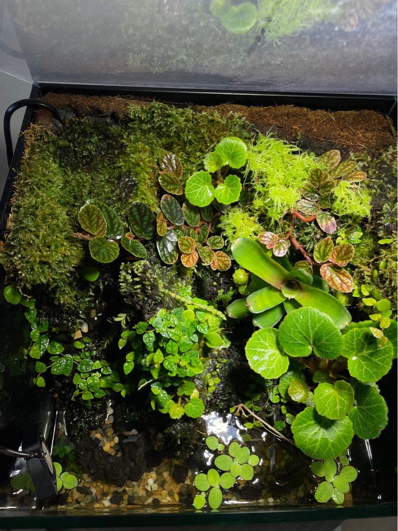 Pellionia Pulchra (Creeping Watermelon Begonia), Furniture & Home ...