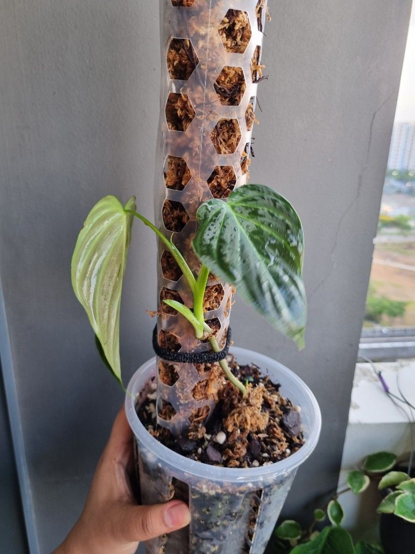 Philodendron Splendid (base cut new growth), Furniture & Home Living ...