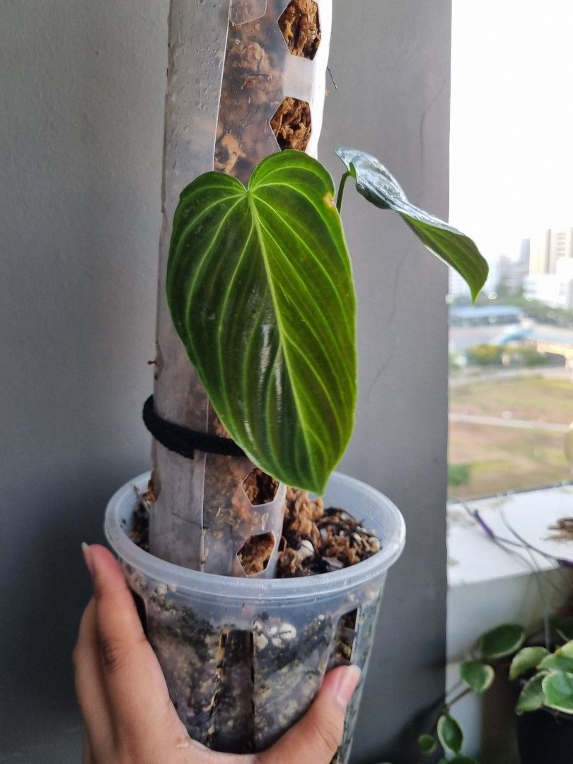 Philodendron Splendid (base cut new growth), Furniture & Home Living ...