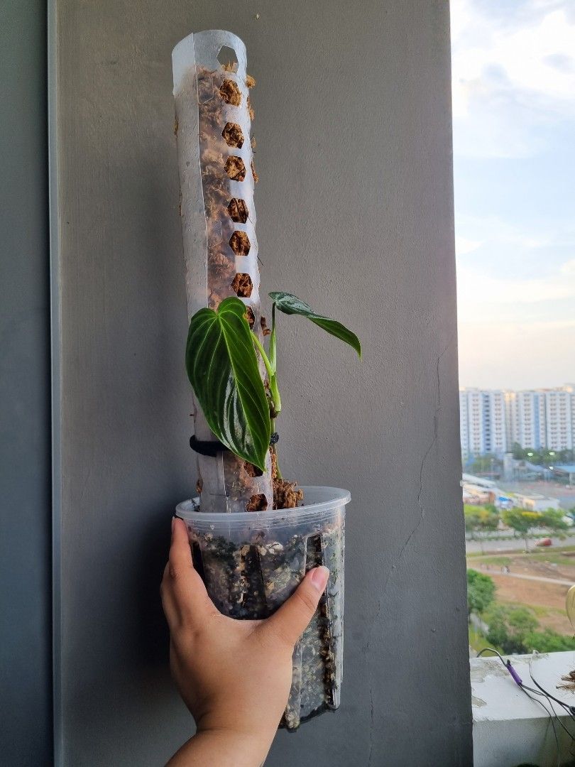 Philodendron Splendid (base cut new growth), Furniture & Home Living ...