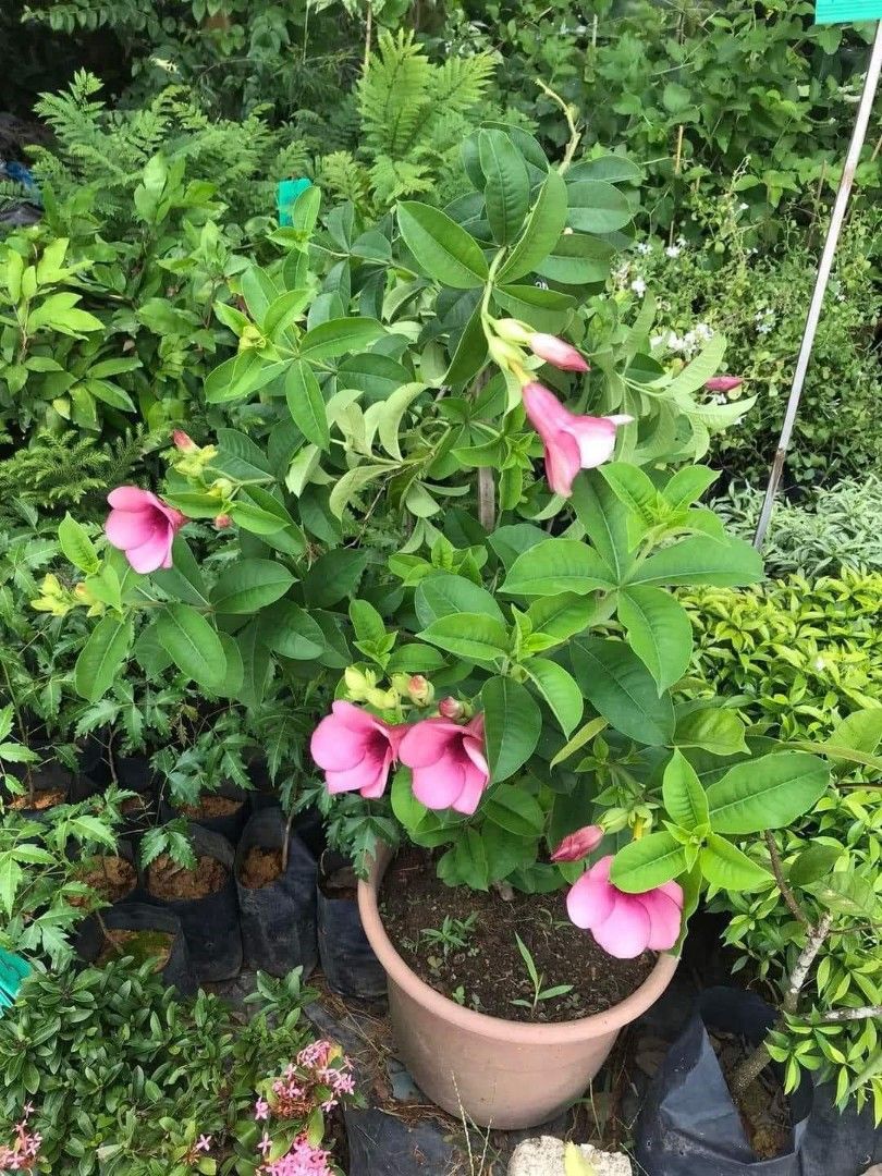 Pokok bunga alamanda pink, Furniture & Home Living, Gardening, Plants ...