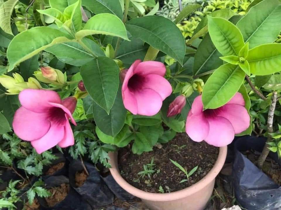 Pokok bunga alamanda pink, Furniture & Home Living, Gardening, Plants ...