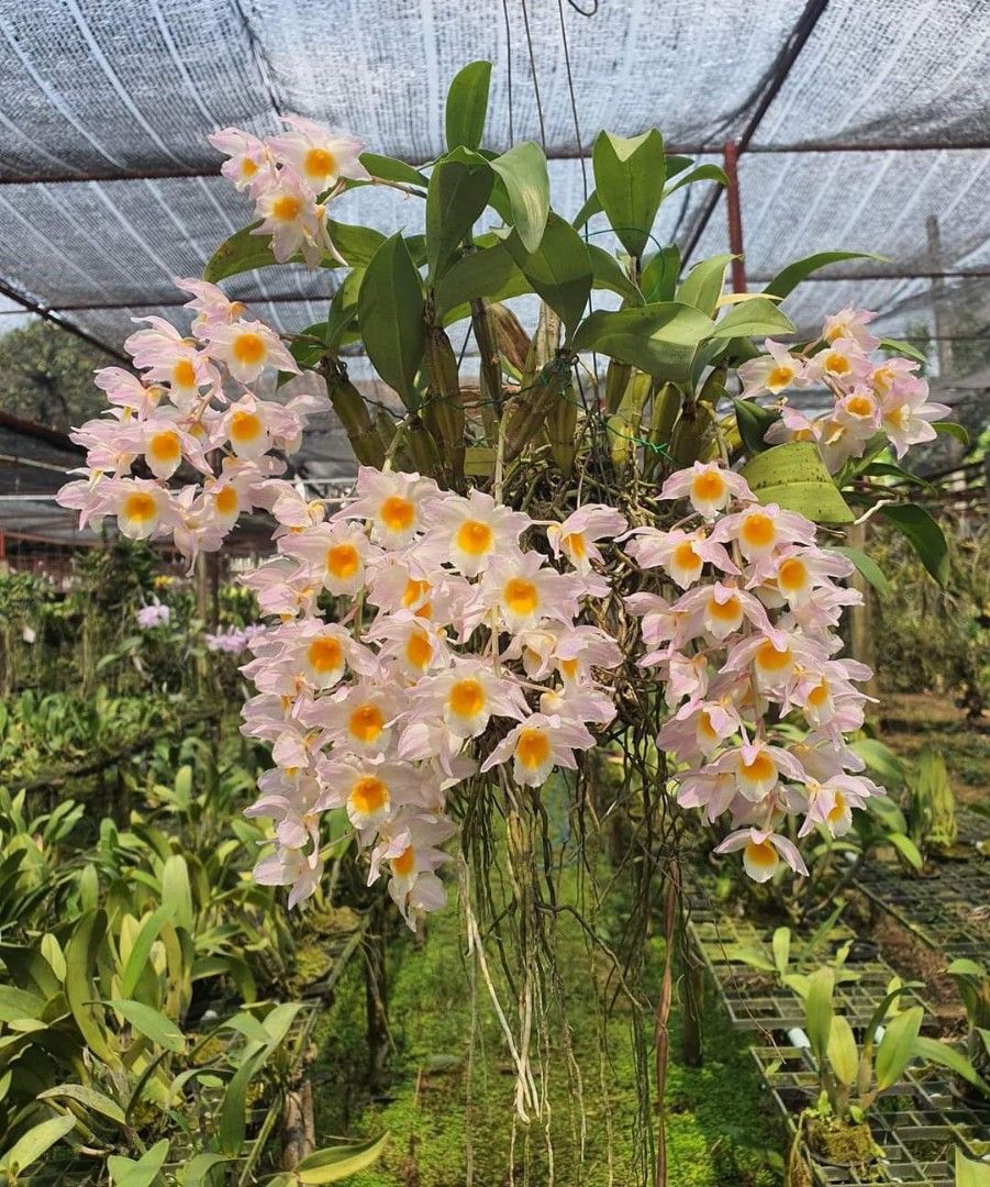 Pokok bunga Dendrobium farmerii pink, Furniture & Home Living ...