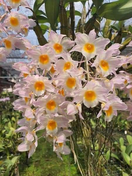 Pokok bunga Dendrobium farmerii pink, Furniture & Home Living ...