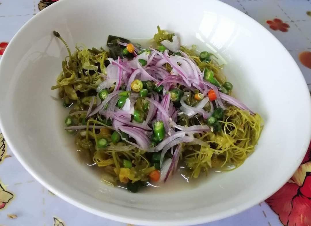 Pokok Dangla readystock, Furniture & Home Living, Gardening, Gardening ...