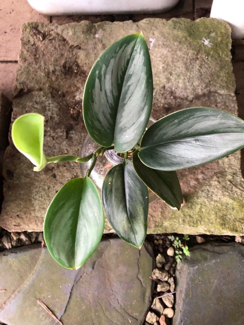 Scindapsus treubii 'Moonlight', Furniture & Home Living, Gardening ...