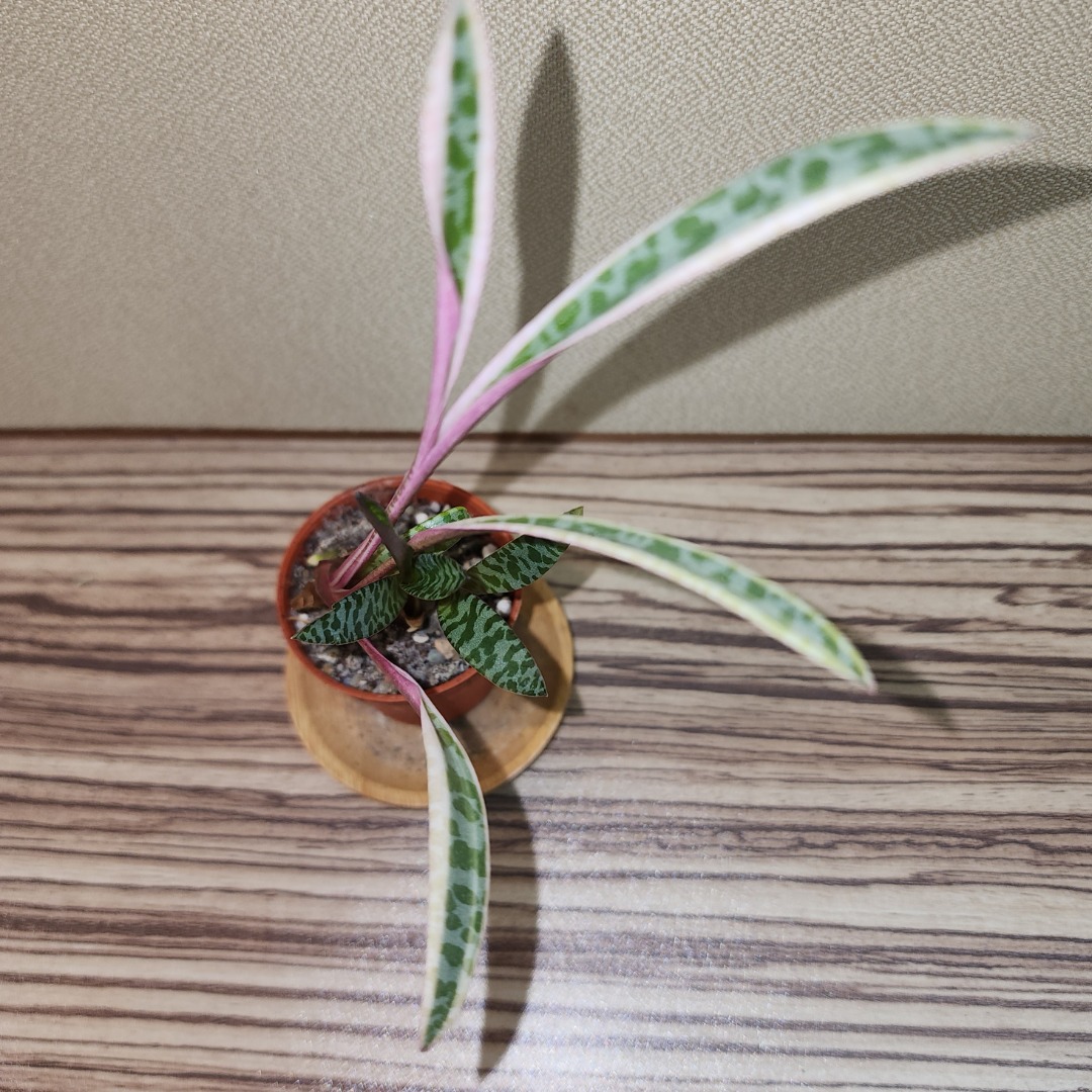 2 Ledebouria socialis forms, variegated and green, Violet Squill (bulb ...