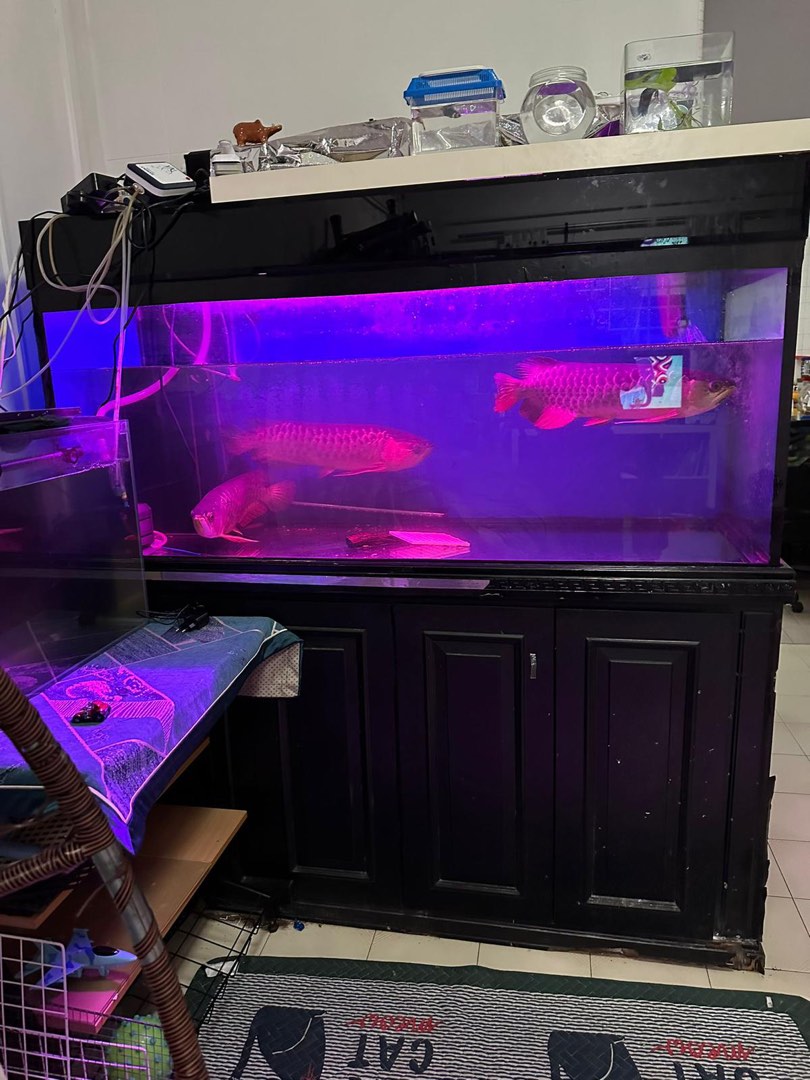 5ftx2ftx2ft fish tank with wooden cabinet with 3 ft sump tank inside ...