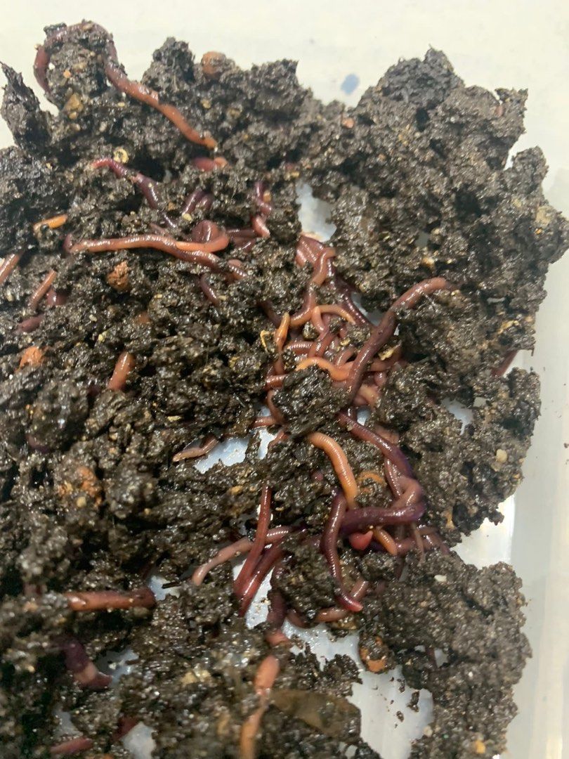 ANC worms, Furniture & Home Living, Gardening, Garden Soil ...