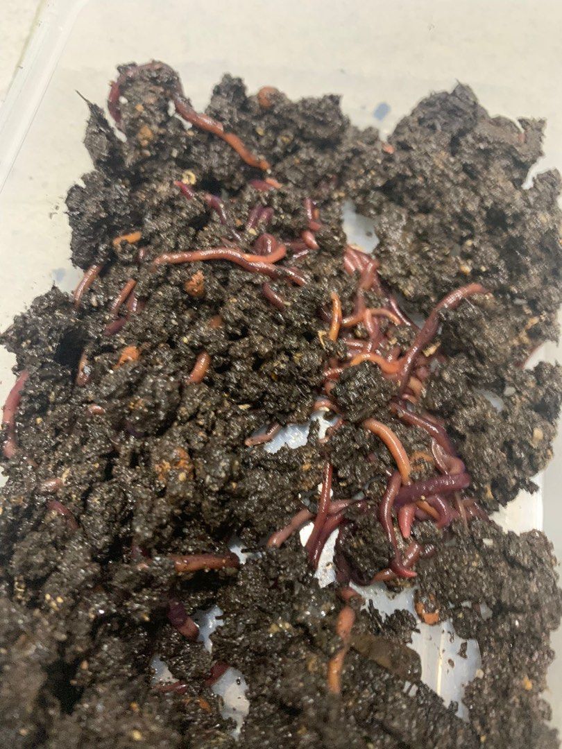 ANC worms, Furniture & Home Living, Gardening, Garden Soil ...