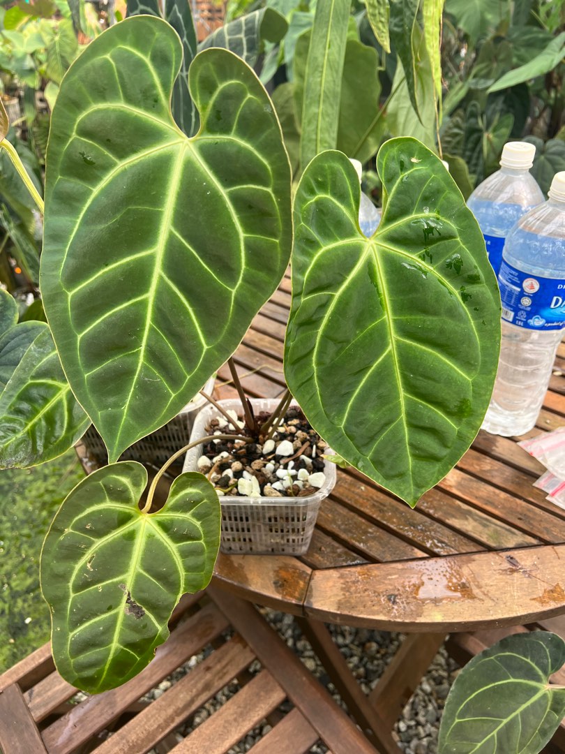 Anthurium Besseae Aff(Pot A), Furniture & Home Living, Gardening ...