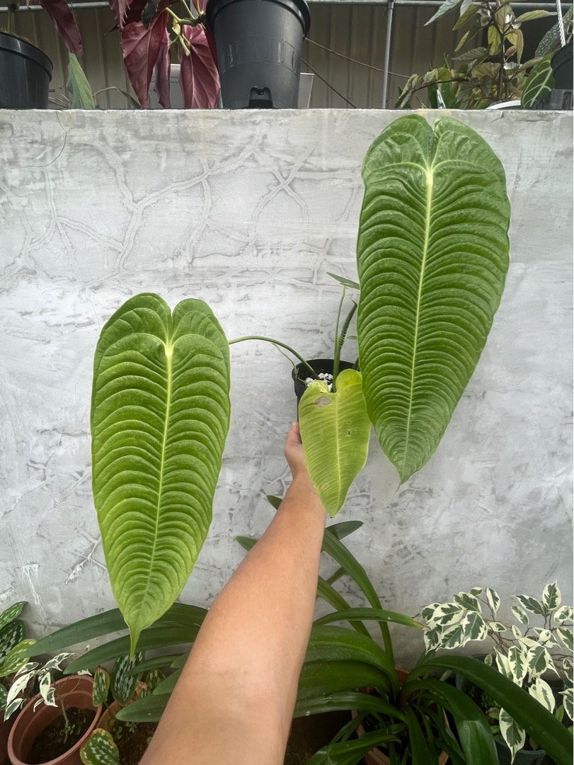 Anthurium Veitchii Super Narrow, Furniture & Home Living, Gardening ...
