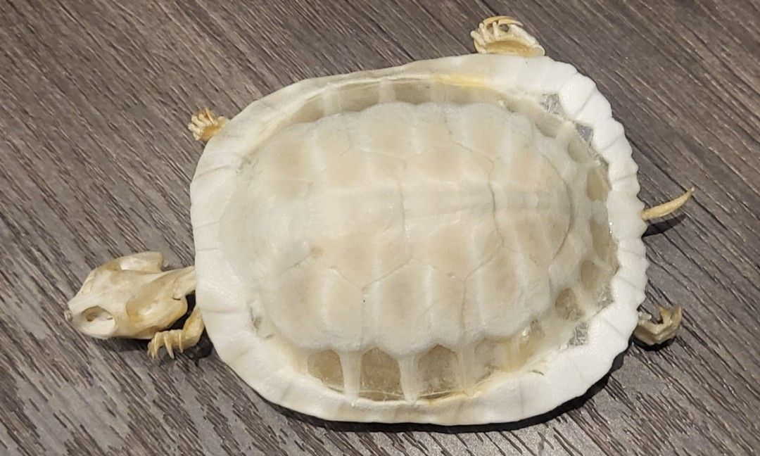 Authentic ethical taxidermy bone turtle tortoise creepy novelty spooky ...