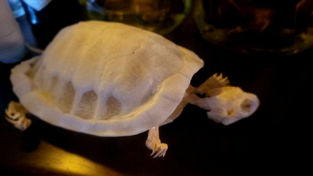 Authentic ethical taxidermy bone turtle tortoise creepy novelty spooky ...