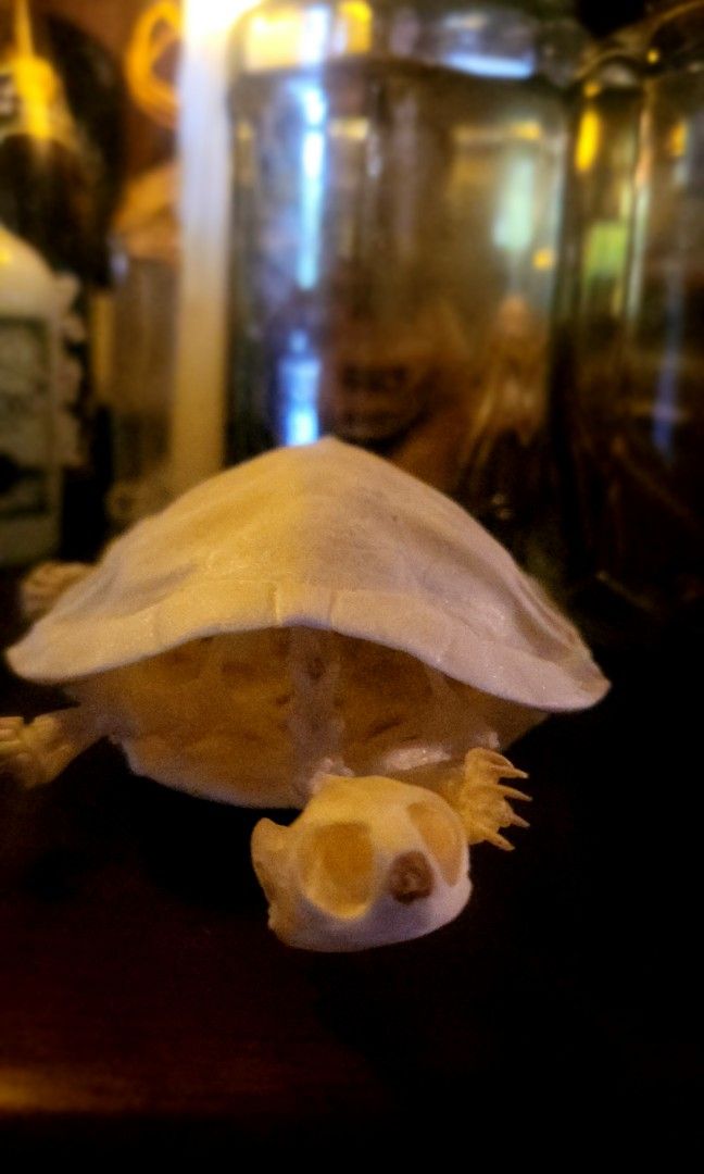 Authentic ethical taxidermy bone turtle tortoise creepy novelty spooky ...