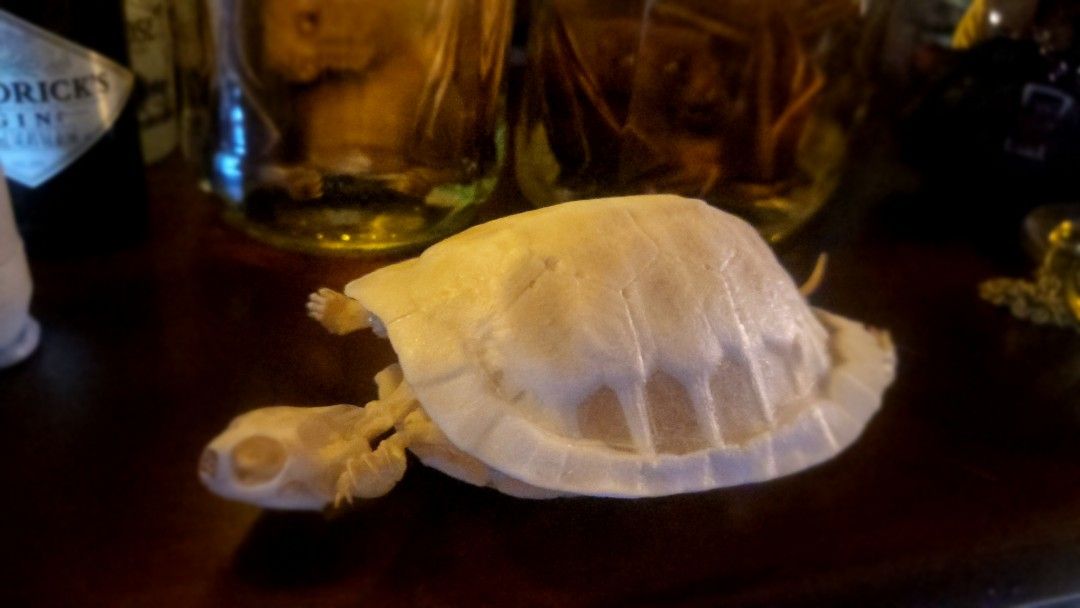 Authentic ethical taxidermy bone turtle tortoise creepy novelty spooky ...