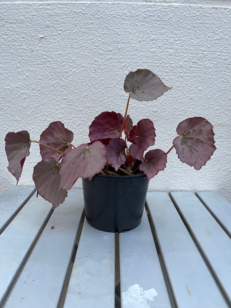 Begonia Martin Mystery, Furniture & Home Living, Gardening, Plants ...