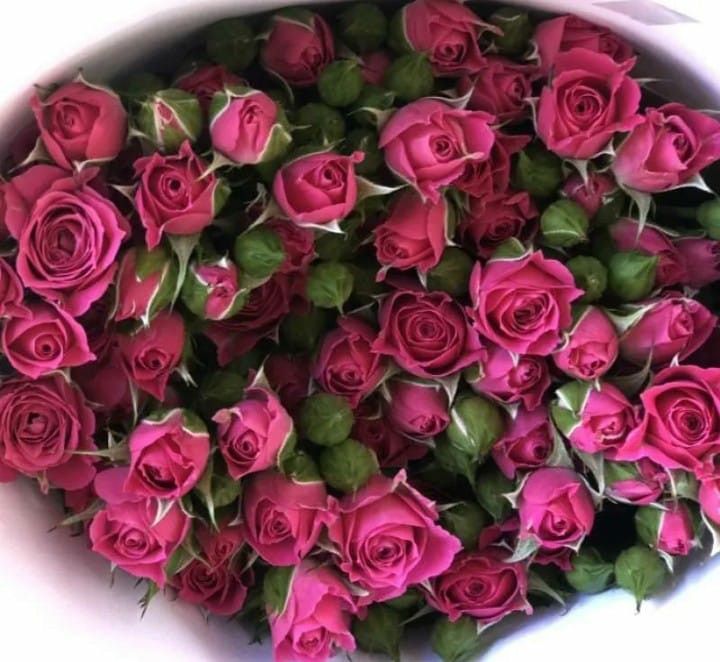 Bunga baby rose asli segar per ikat CMHI BDG PDLRG, Perkebunan di Carousell