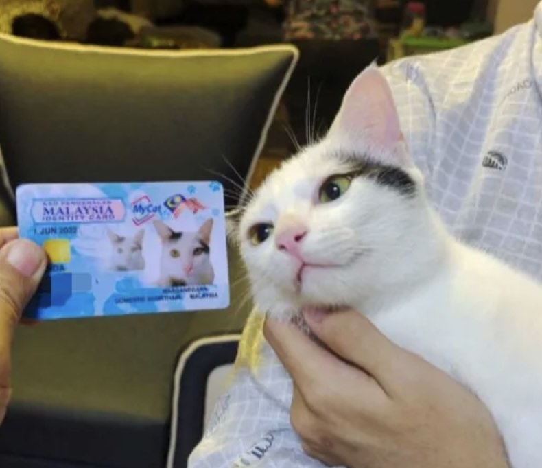 [FREE] Custom IC for your cats / dogs!, Pet Supplies, Homes & Other Pet ...