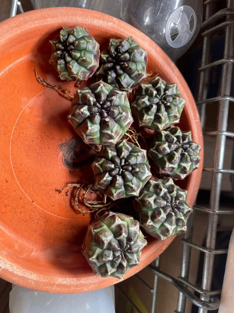 Daydream Gymno, Furniture & Home Living, Gardening, Plants & Seeds on ...