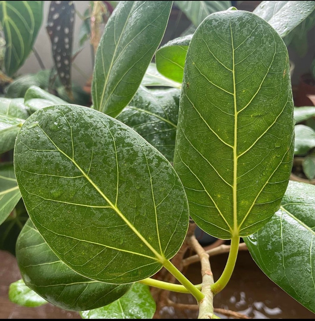 Ficus Audrey, Furniture & Home Living, Gardening, Plants & Seeds on ...